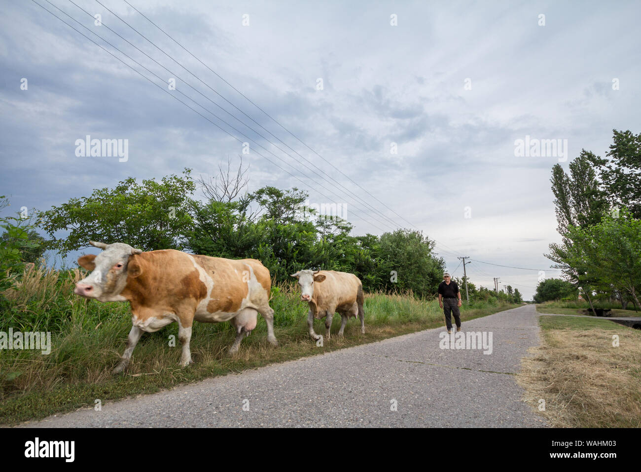 ALIBUNAR, SERBIA - JUNE 7, 2019: Peasant senior man conducting his herd ...