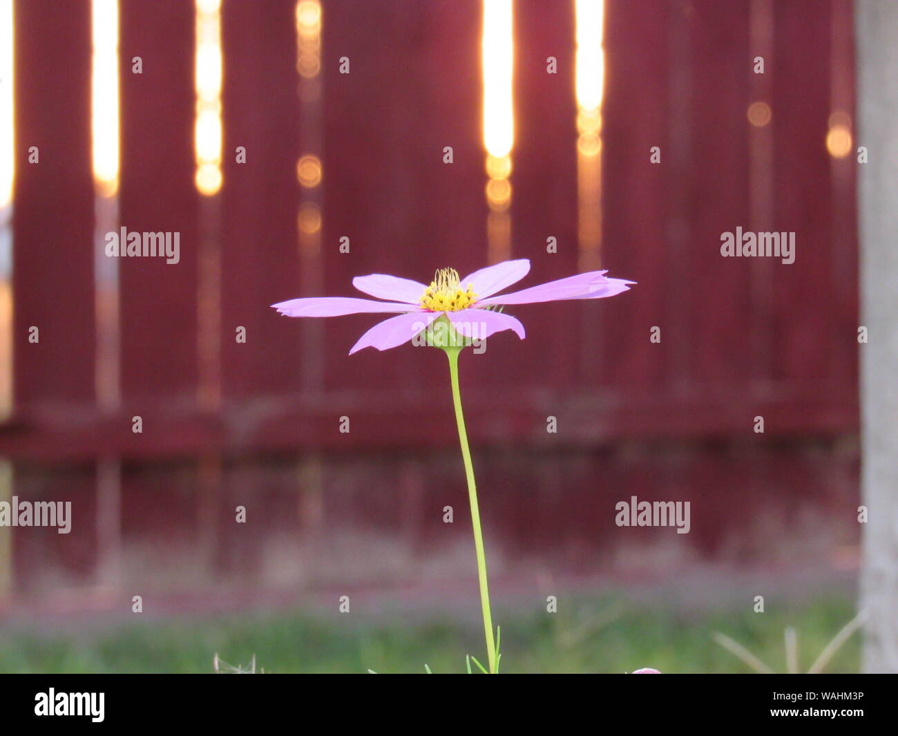 The red fence hi-res stock photography and images - Alamy