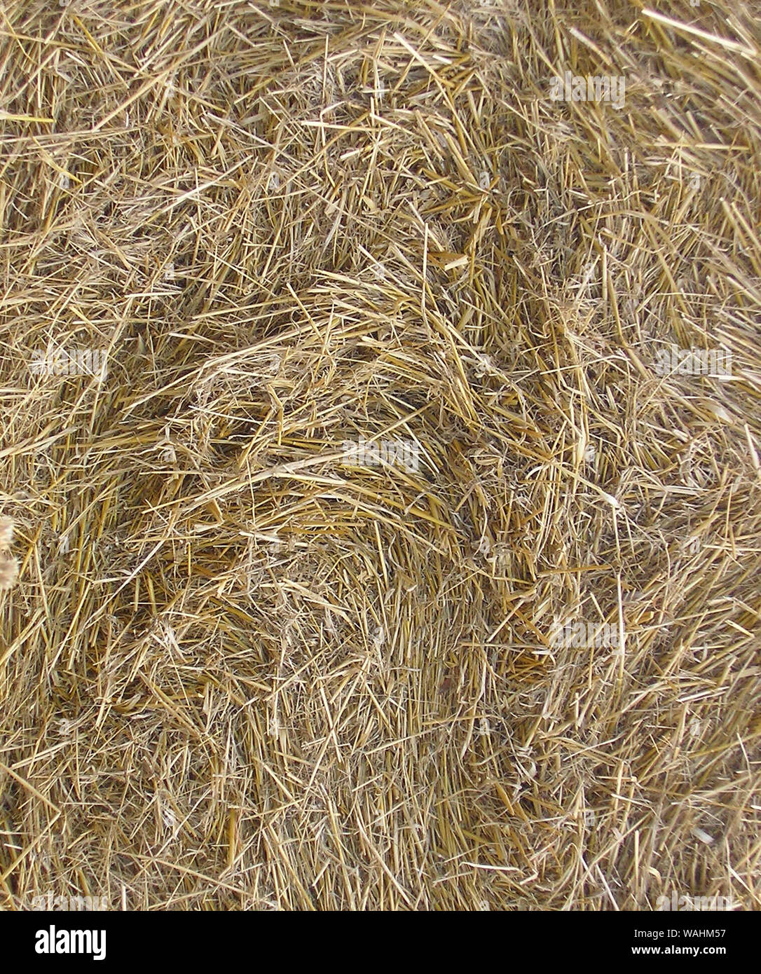 Texture hay closeup in color. Fodder for livestock and construction ...