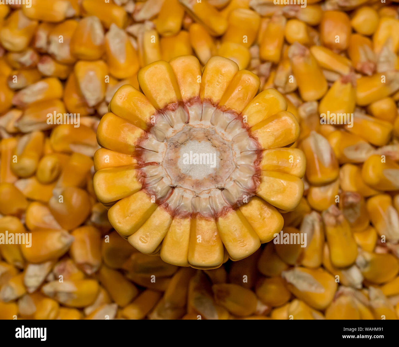 Yellow corn cob field hi-res stock photography and images - Alamy