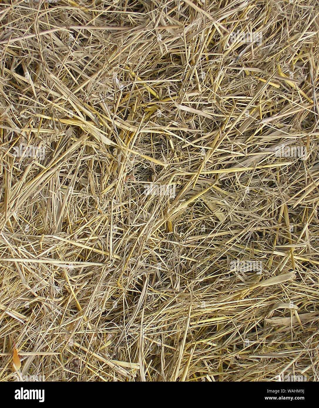 Texture hay closeup in color. Fodder for livestock and construction ...