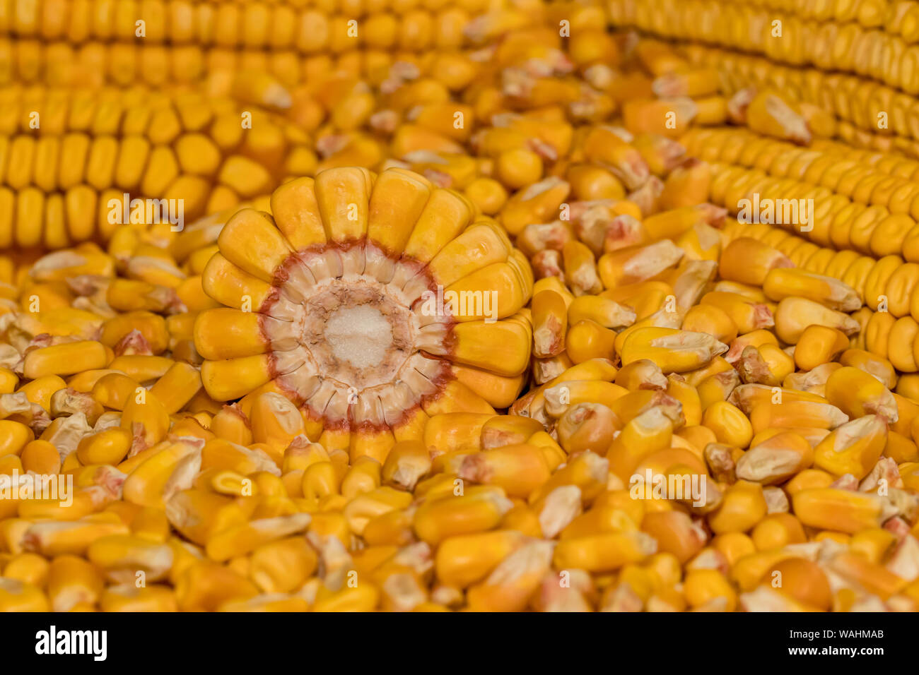 Corn field cob hi-res stock photography and images - Alamy