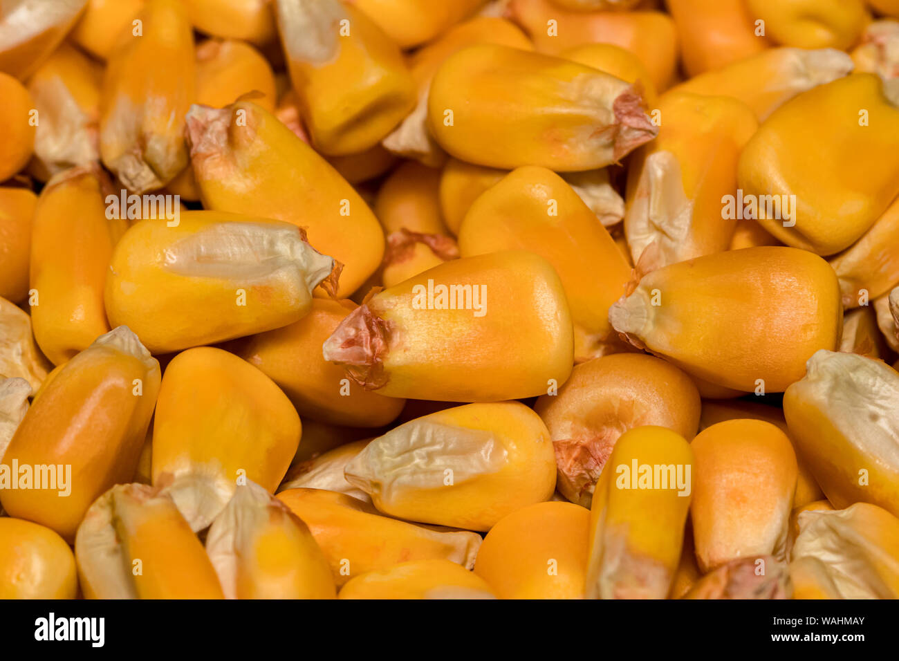 Closeup of pile of grain consisting of shelled field corn kernels Stock ...