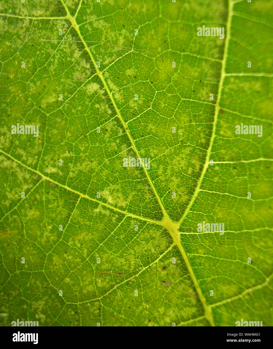 Beautiful walnut tree leaves isolated on white background Stock Photo ...