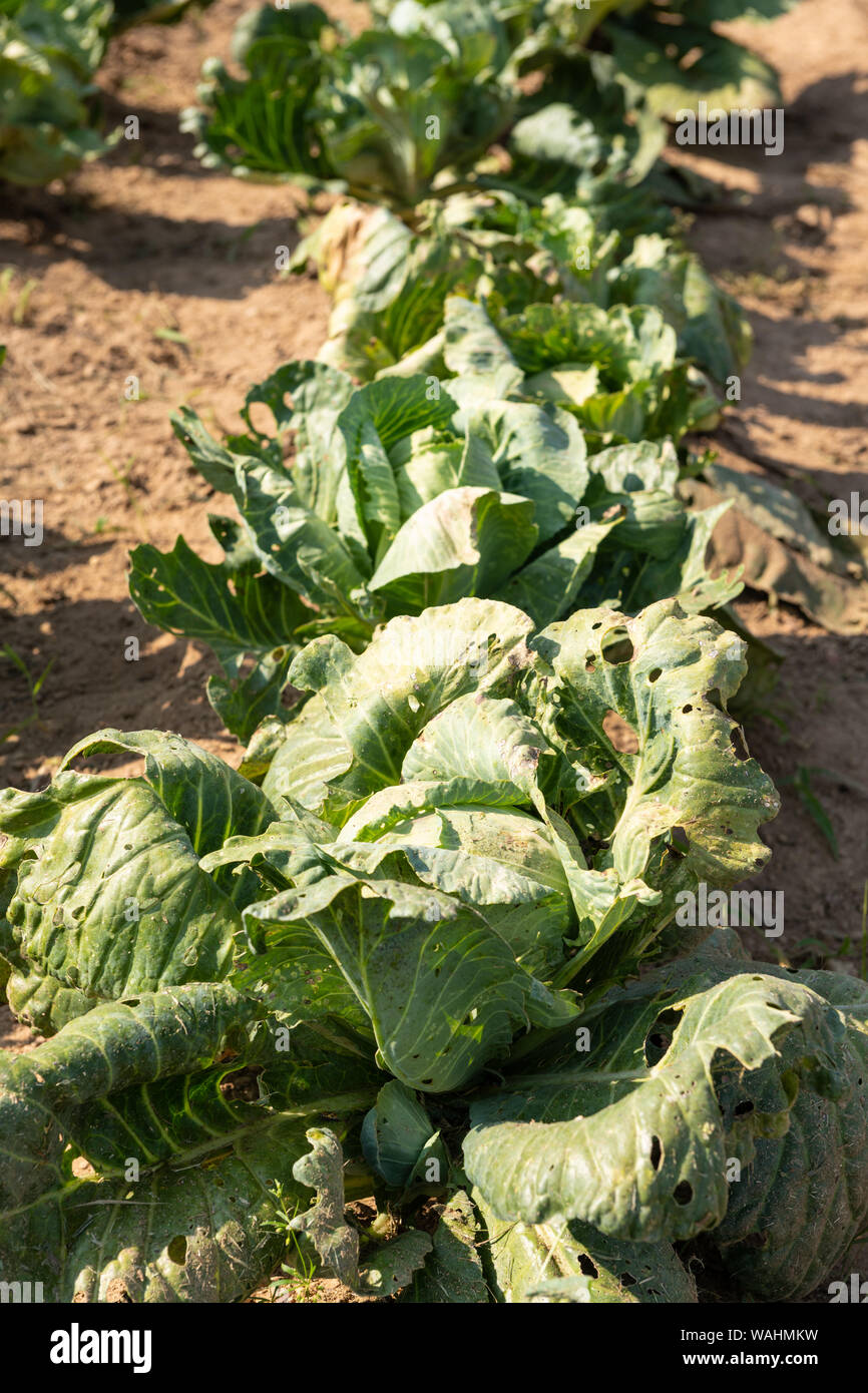 Cabbage leafy green annual vegetable crop with partially dried leaves ...