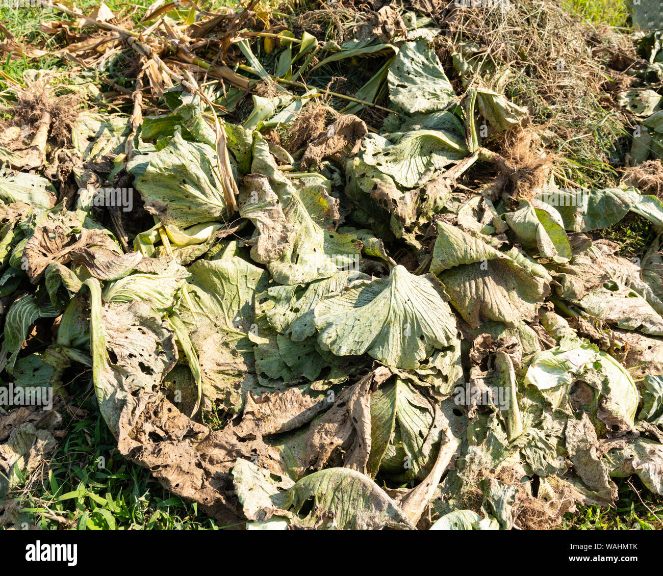 Cabbage leaves decomposing on a compost heap Stock Photo - Alamy