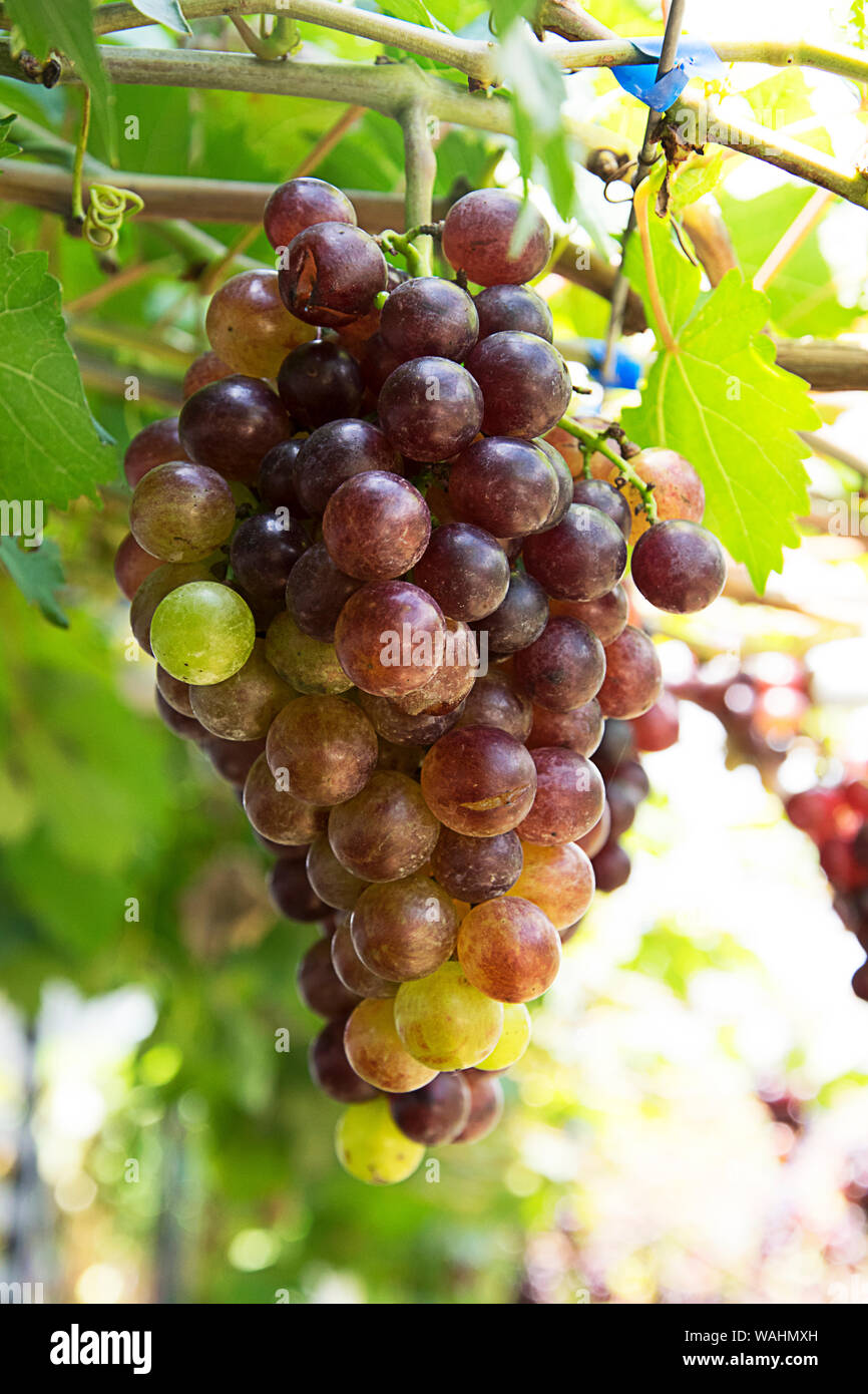 Red grapes in the vineyard Stock Photo - Alamy