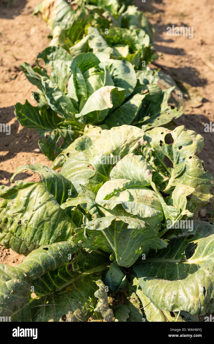 Cabbage leafy green annual vegetable crop with partially dried leaves ...