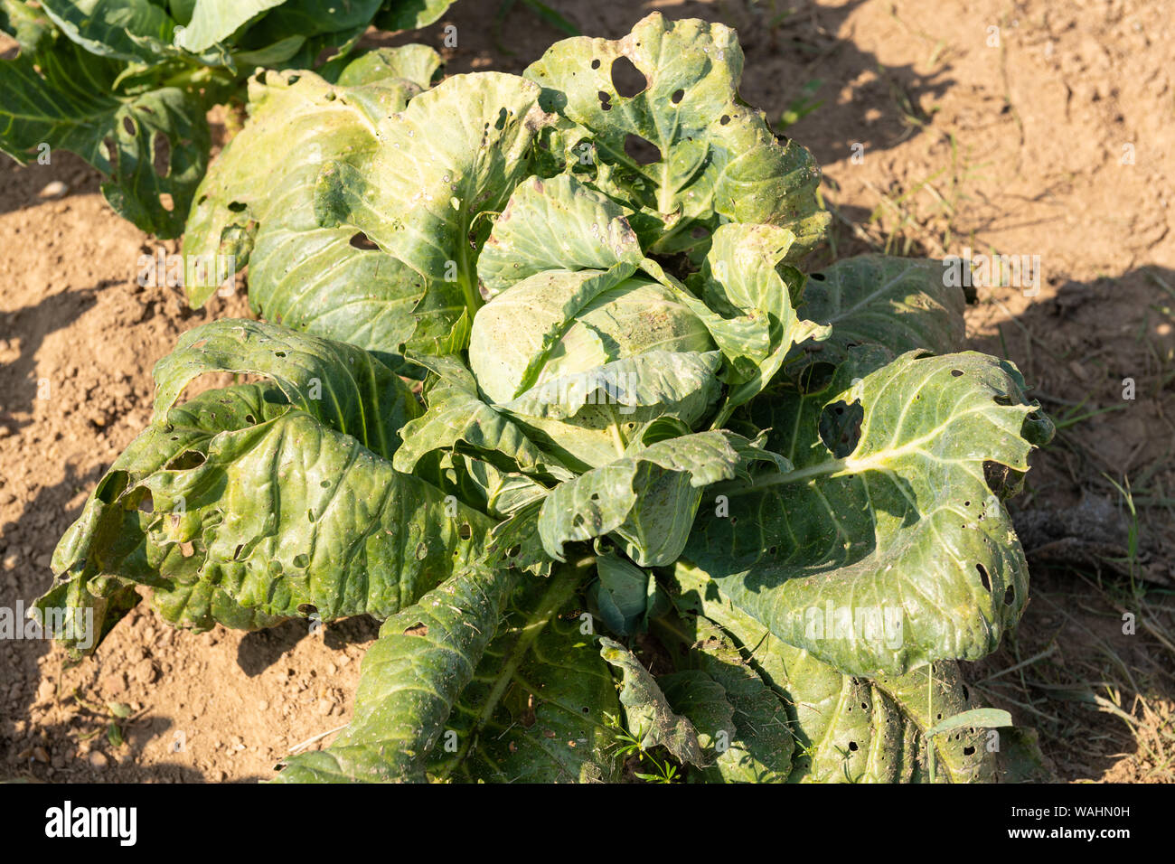 Cabbage leafy green annual vegetable crop with partially dried leaves ...