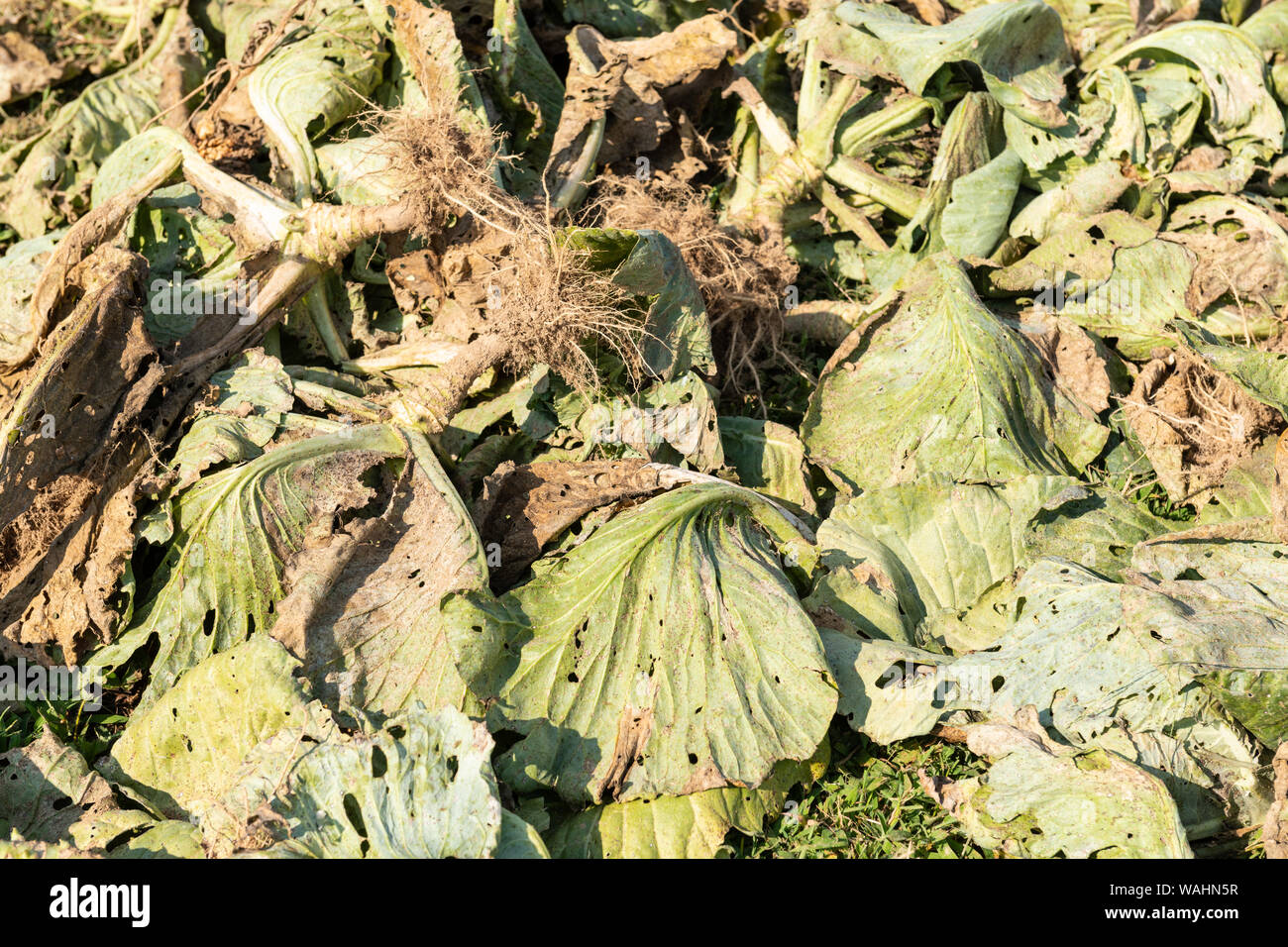 Cabbage leaves decomposing on a compost heap Stock Photo - Alamy