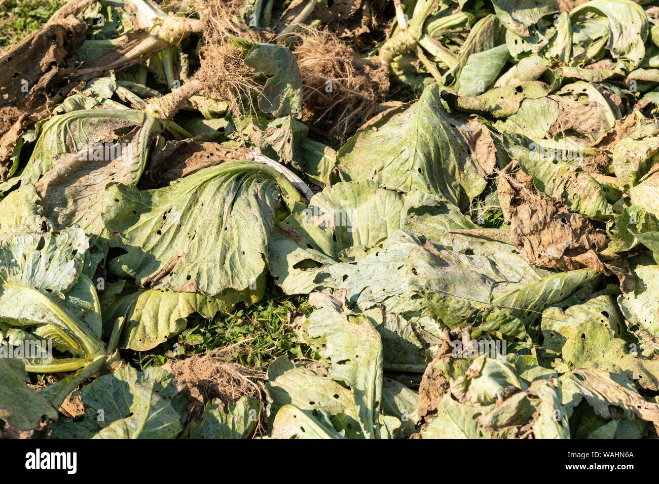 Cabbage leaves decomposing on a compost heap Stock Photo - Alamy