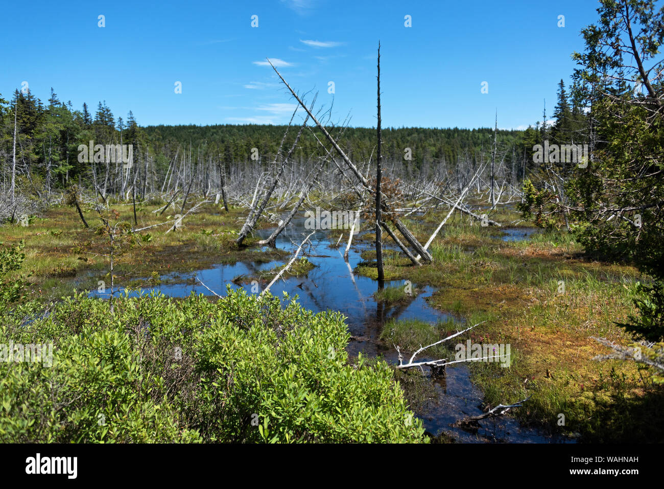 A bog in Acadia National Park, Isle au Haut, Maine Stock Photo - Alamy