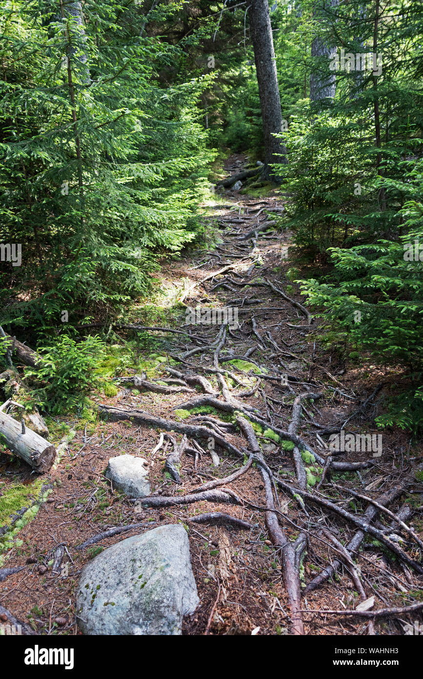 Exposed tree roots line the Duck Harbor Trail in Acadia National Park ...