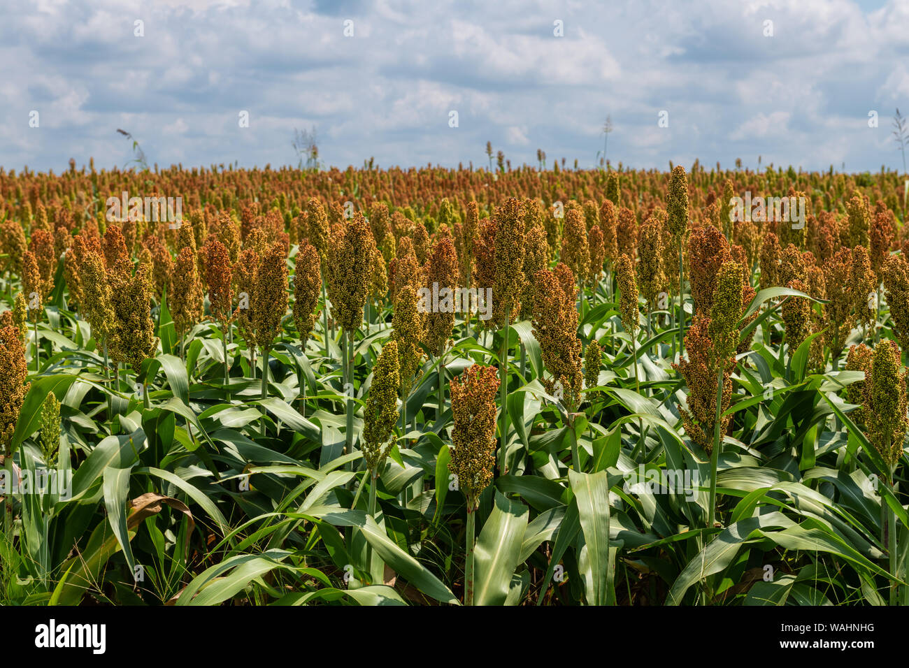 Millet field hi-res stock photography and images - Alamy