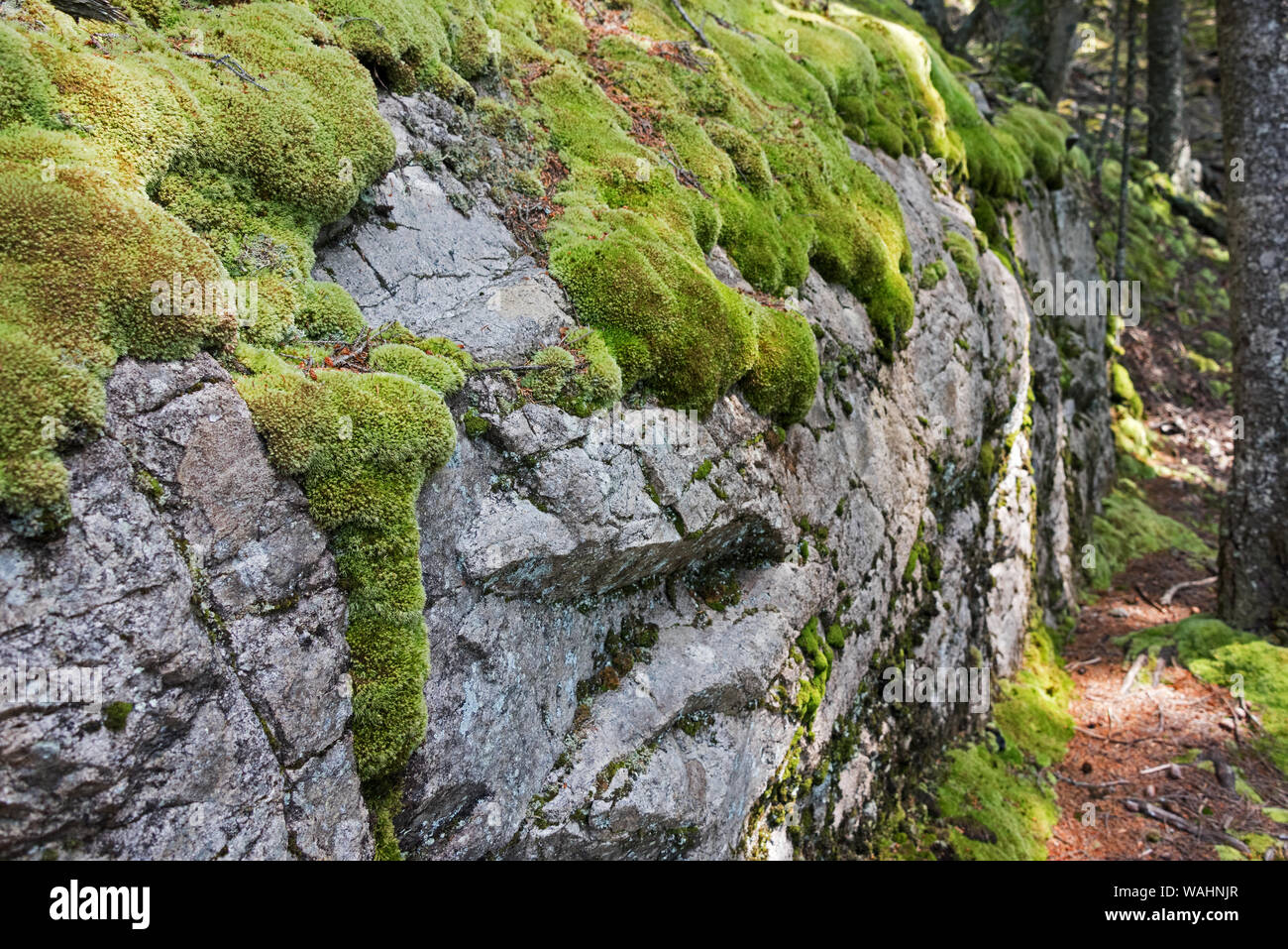 Pincushion Moss (Leucobryum glaucum) growing on a stone ledge, Isle au ...