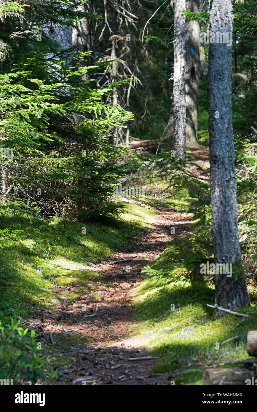 The Deep Cove Trail in Acadia National Park, Isle au Haut, Maine Stock ...