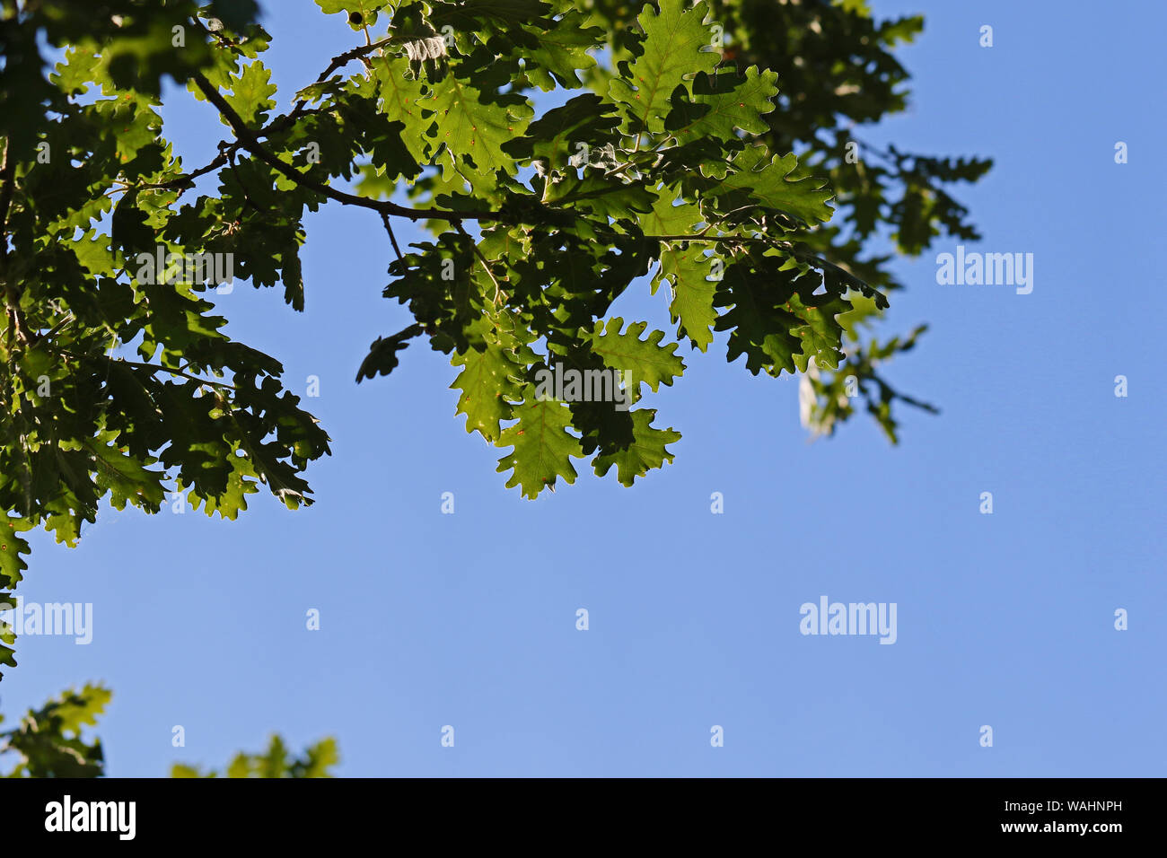 oak leaves with the light behind Latin quercus variety quercus robur ...