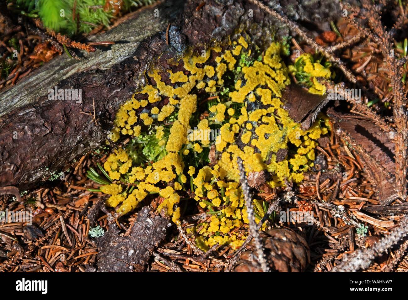 Dog vomit slime mold hi-res stock photography and images - Alamy