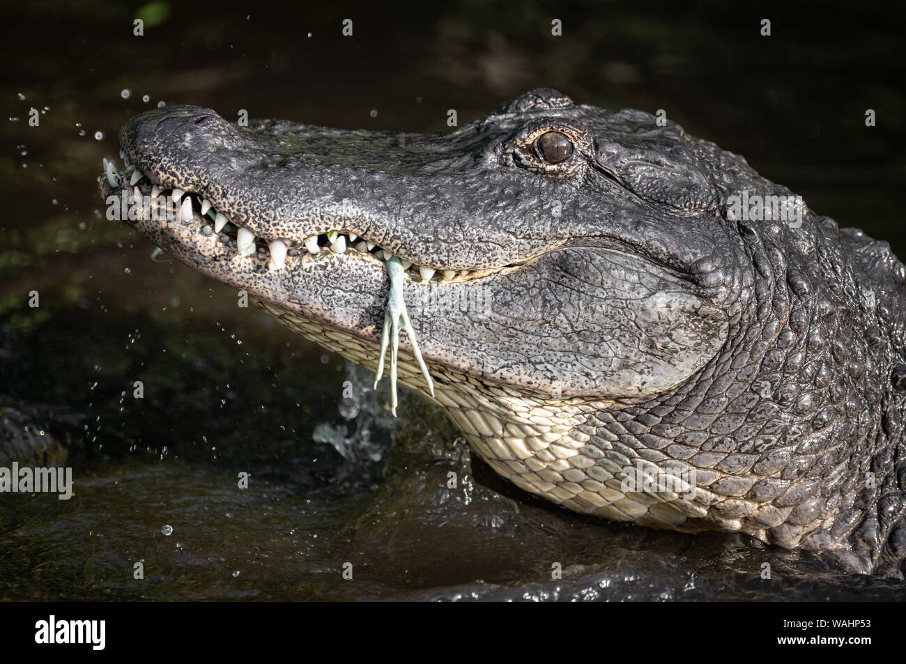 Alligator in the Everglades Stock Photo - Alamy
