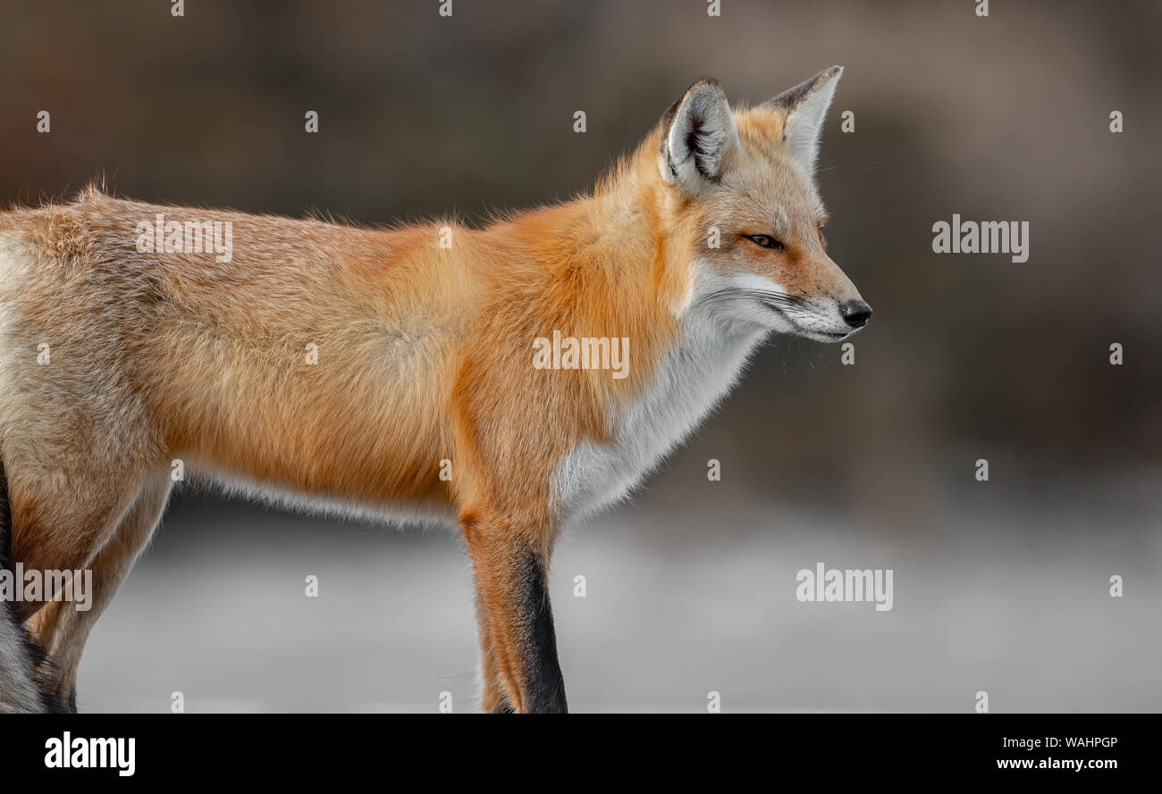 Camera tripod fox hi-res stock photography and images - Alamy