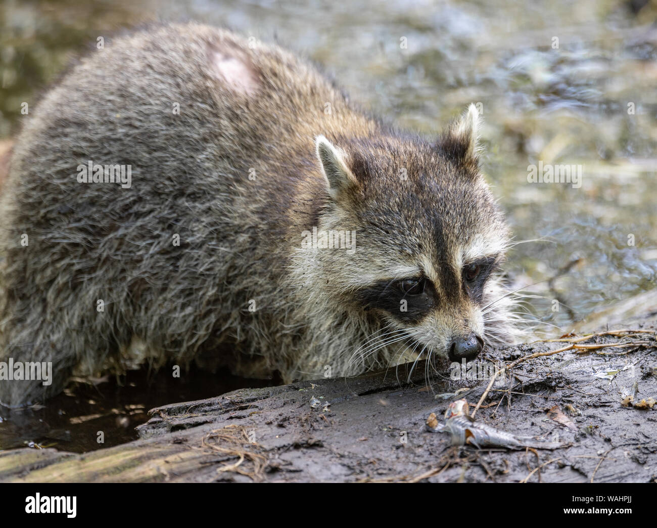 A raccoon in a swamp Stock Photo - Alamy