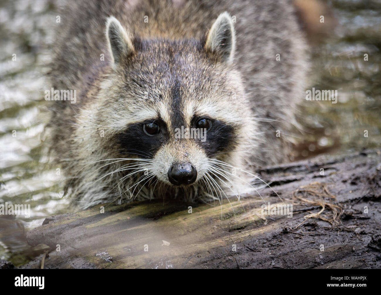 A raccoon in a swamp Stock Photo - Alamy