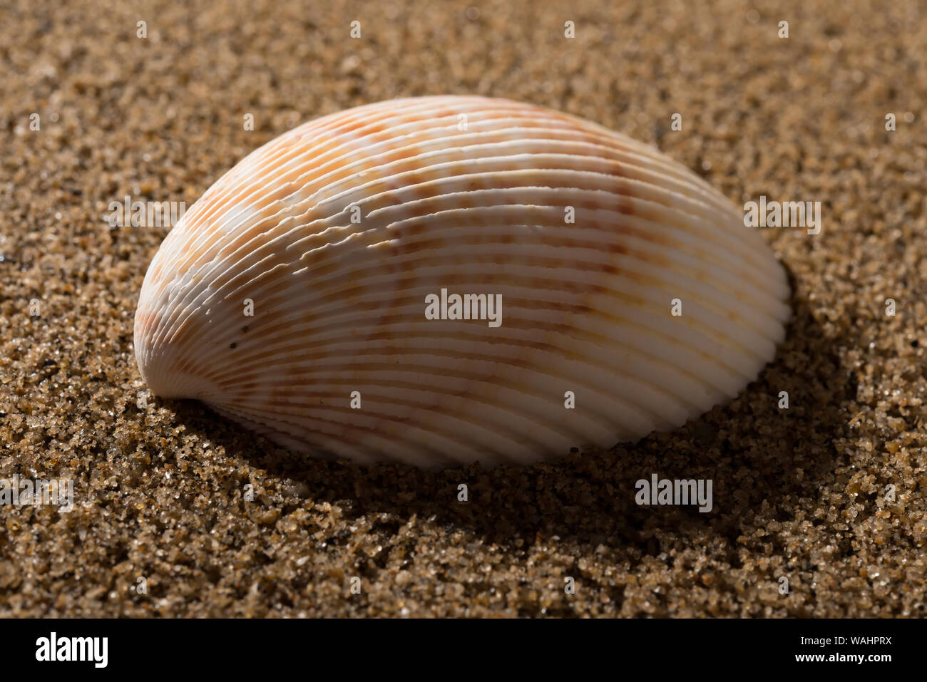 side veiw conch shell on sand Stock Photo - Alamy