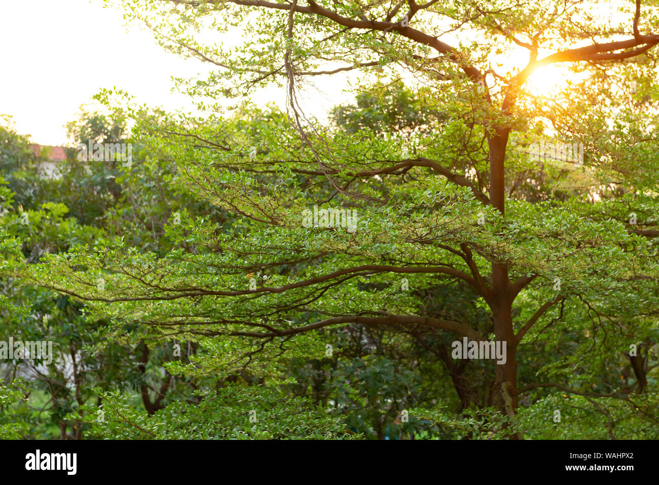 green tree with sunshine in the evening Stock Photo - Alamy