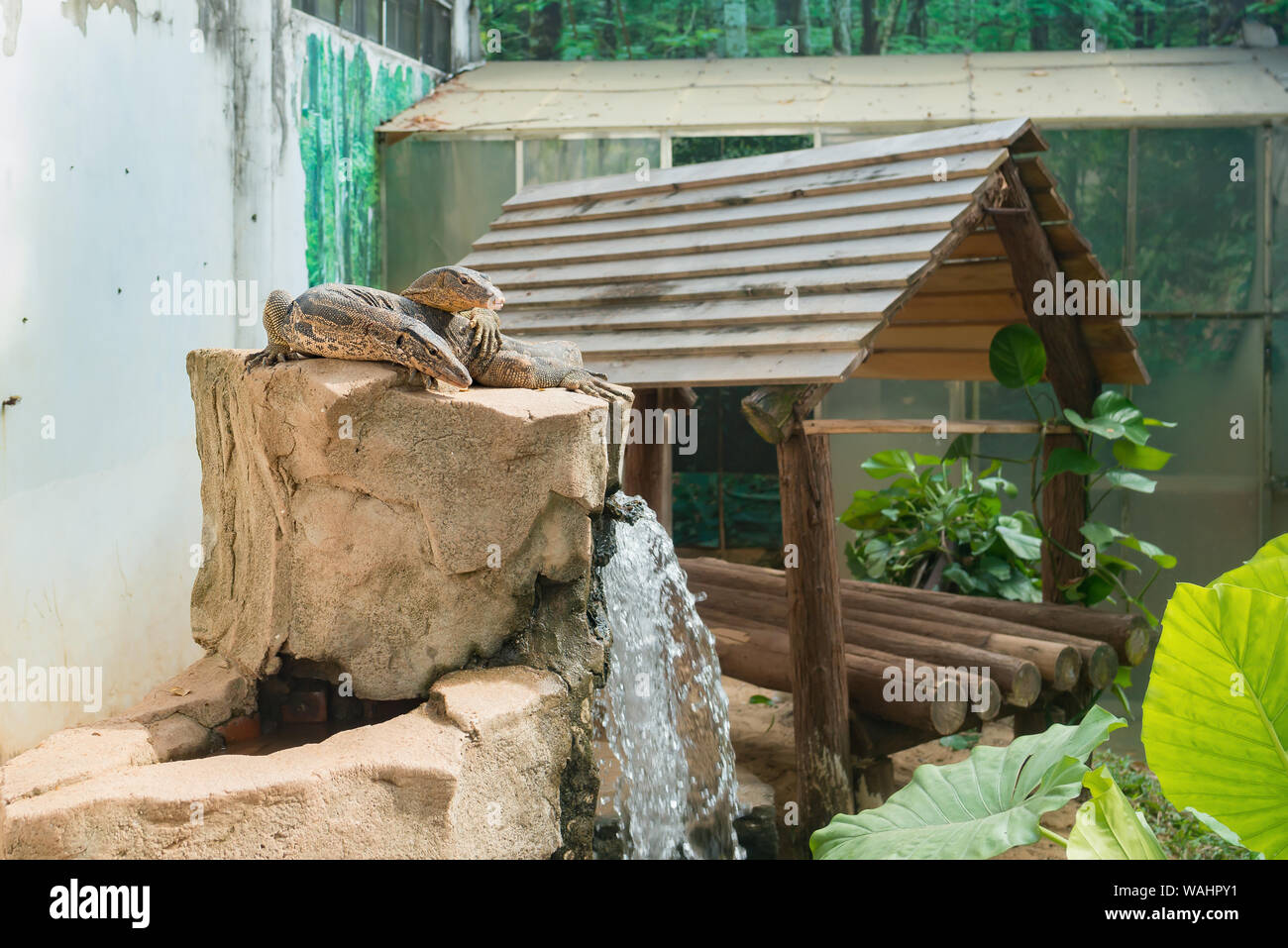 Goannas High Resolution Stock Photography and Images - Alamy