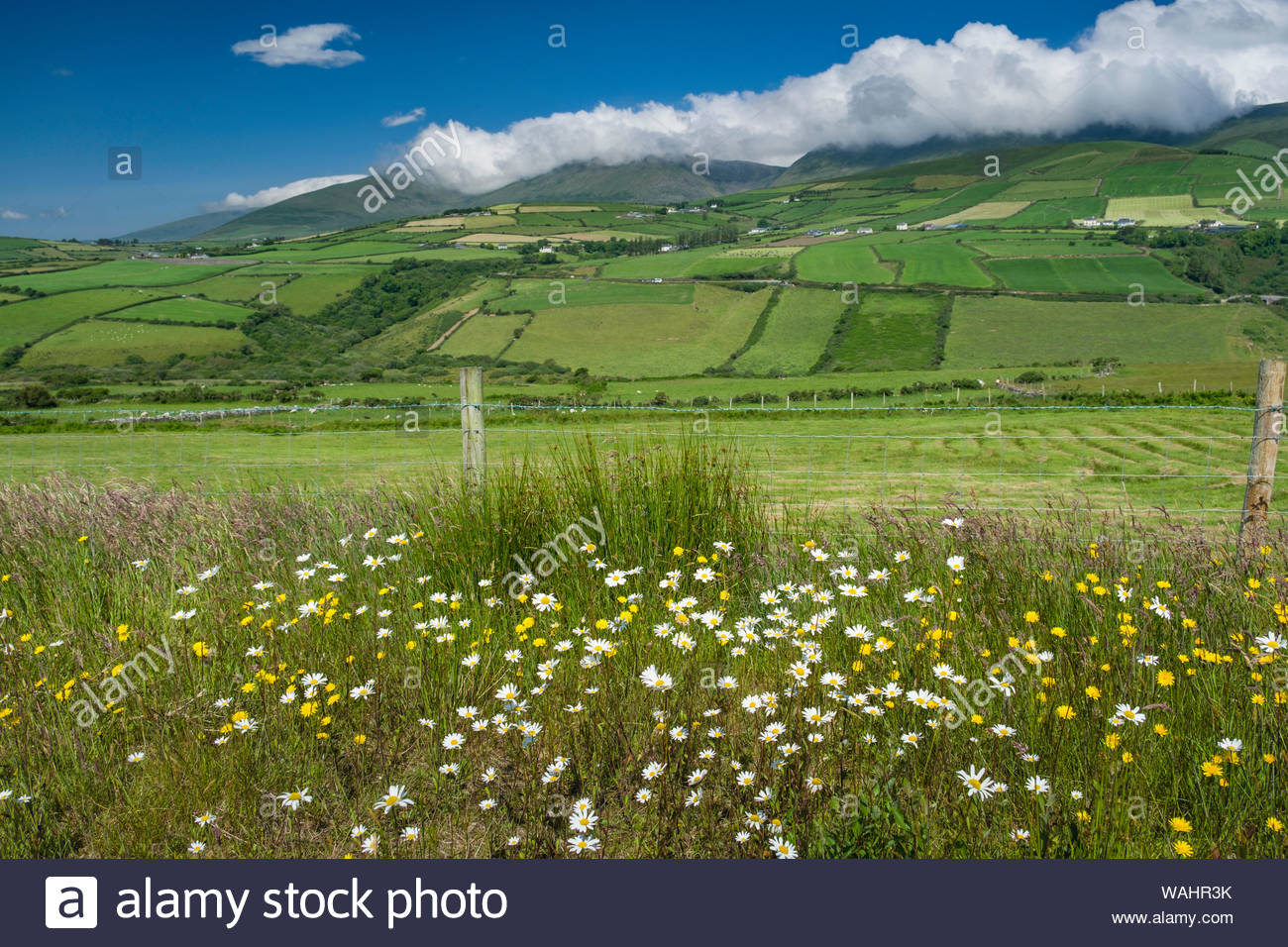 Irish Wildflowers High Resolution Stock Photography and Images - Alamy
