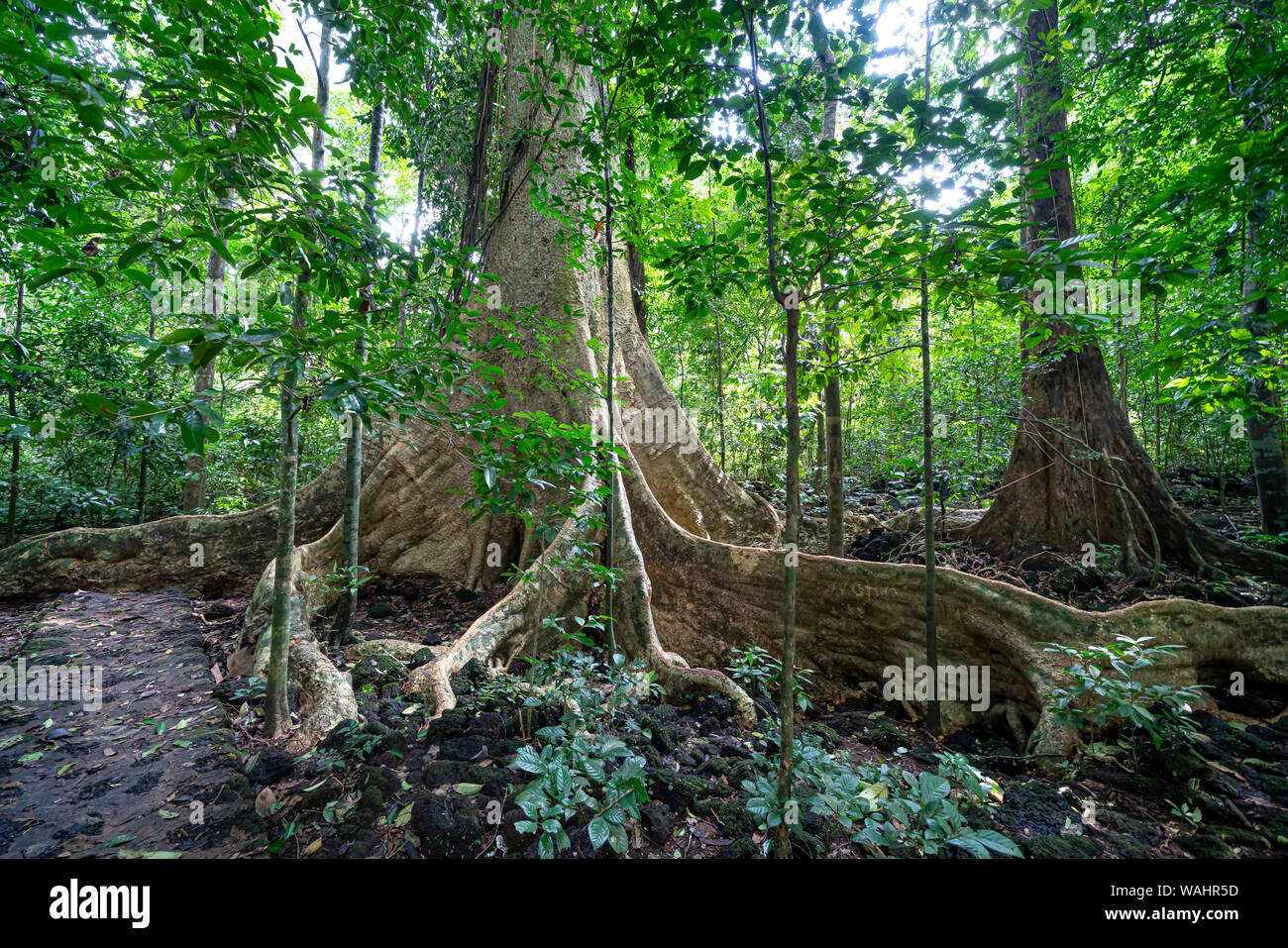 Giant tree Tetrameles nudiflora. Buttress roots of large tree, in ...