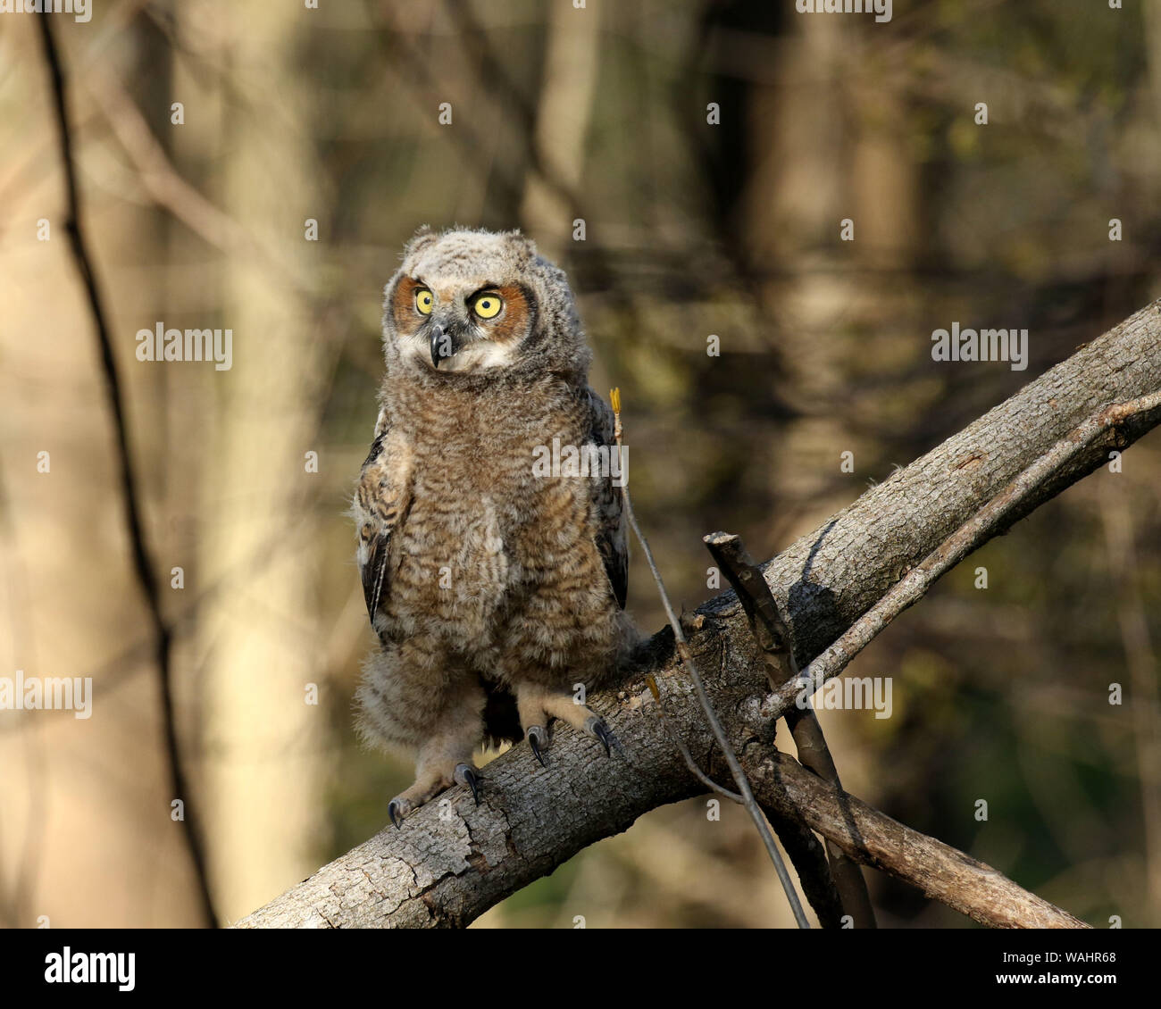 Great horned owlet hi-res stock photography and images - Alamy