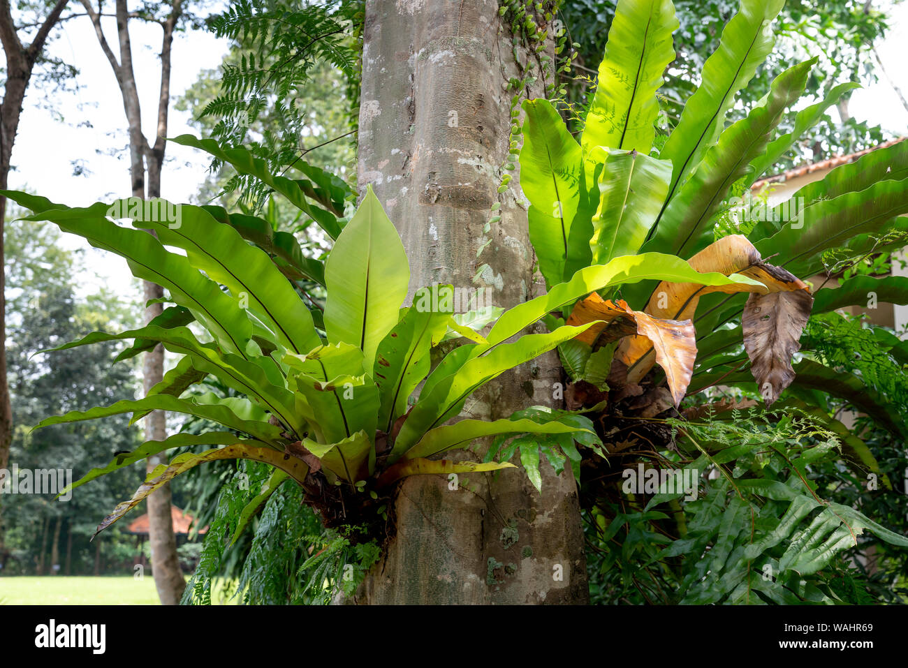 Orchids live parasitic on a large tree trunk in the tropical jungle of ...