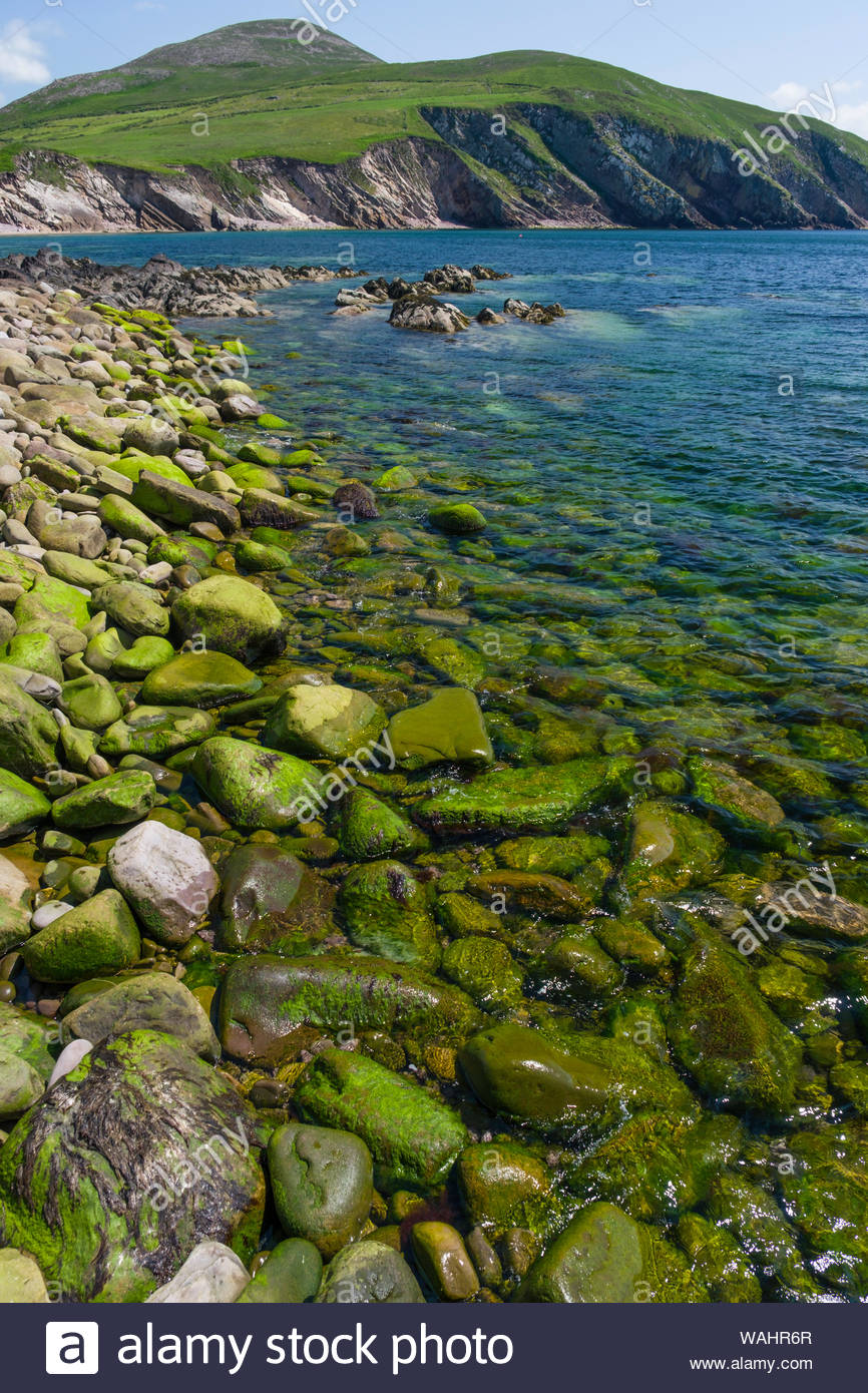 Ireland Seaweed Stock Photos & Ireland Seaweed Stock Images - Alamy