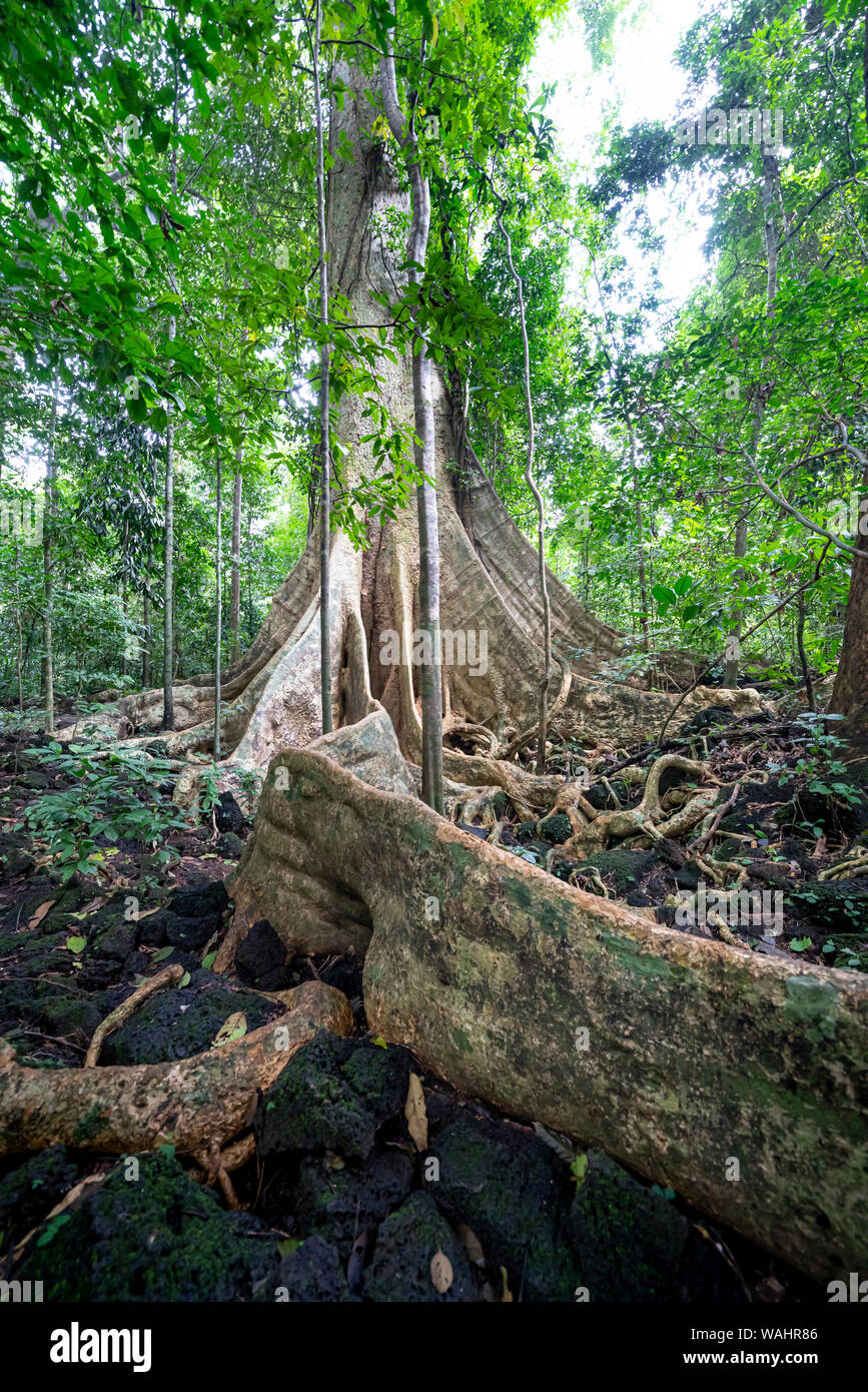 Giant tree Tetrameles nudiflora. Buttress roots of large tree, in ...