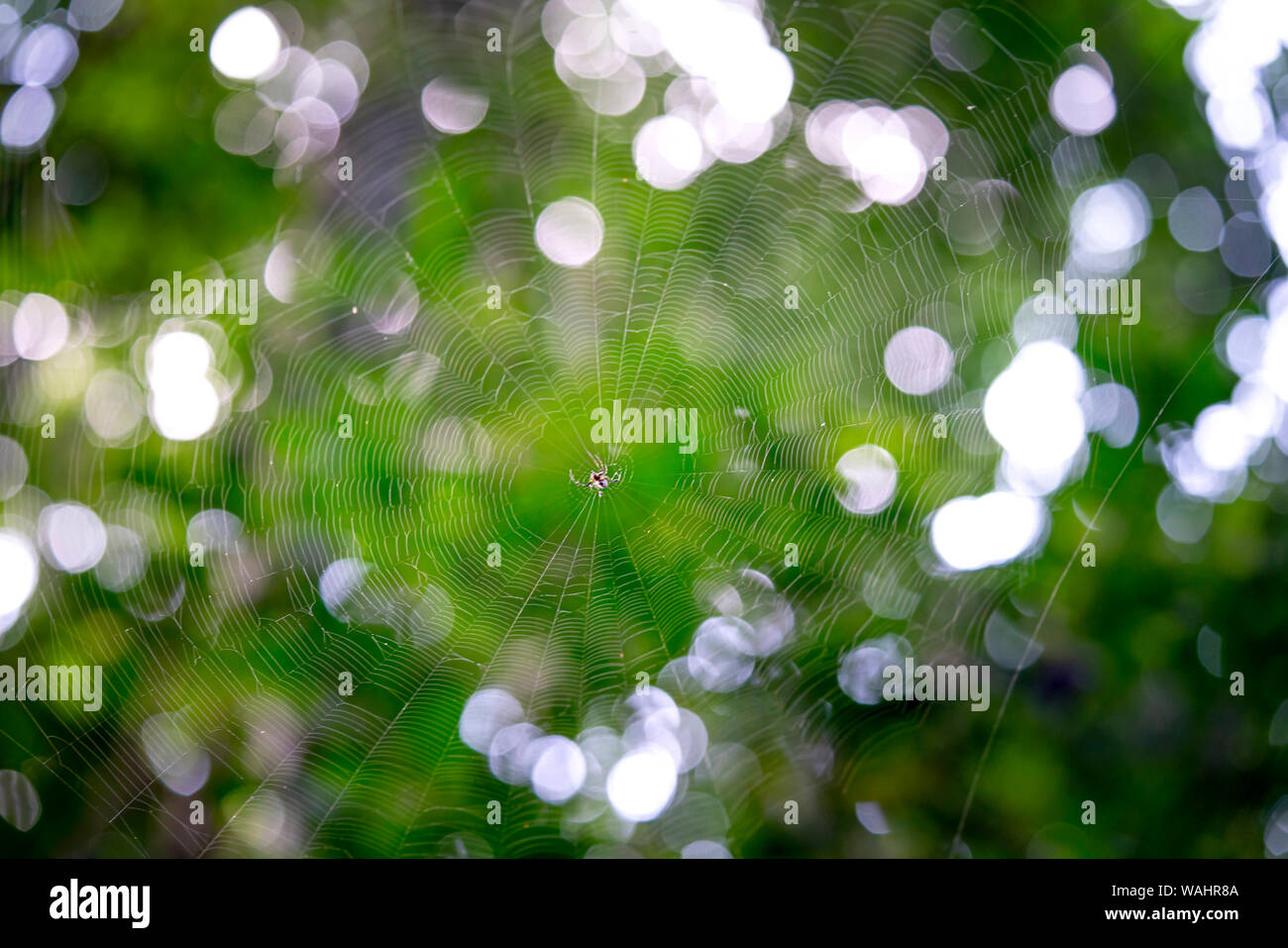 Spider web in the rainforest Stock Photo - Alamy