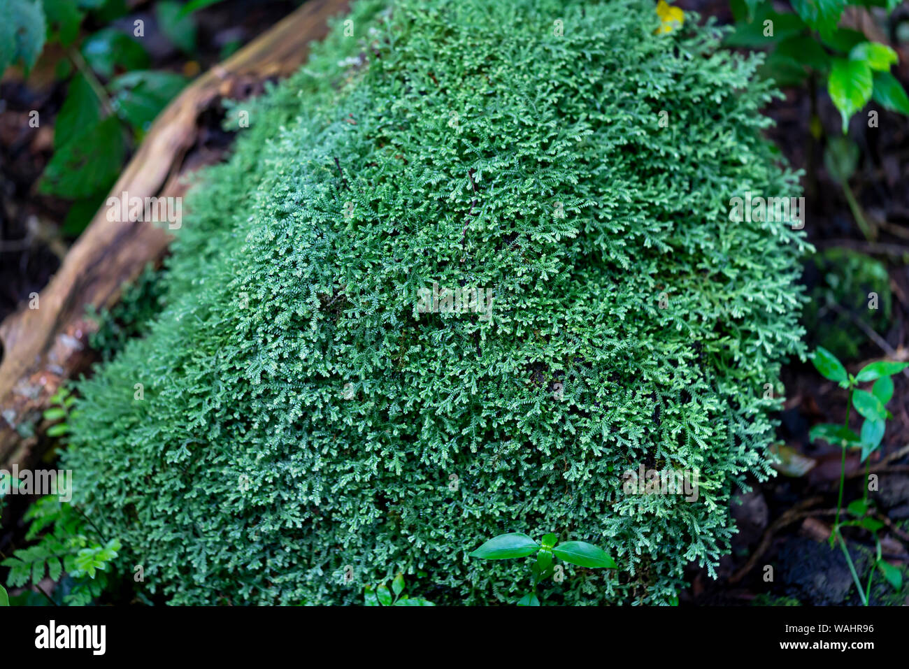 Green moss grows in tropical forests Stock Photo - Alamy