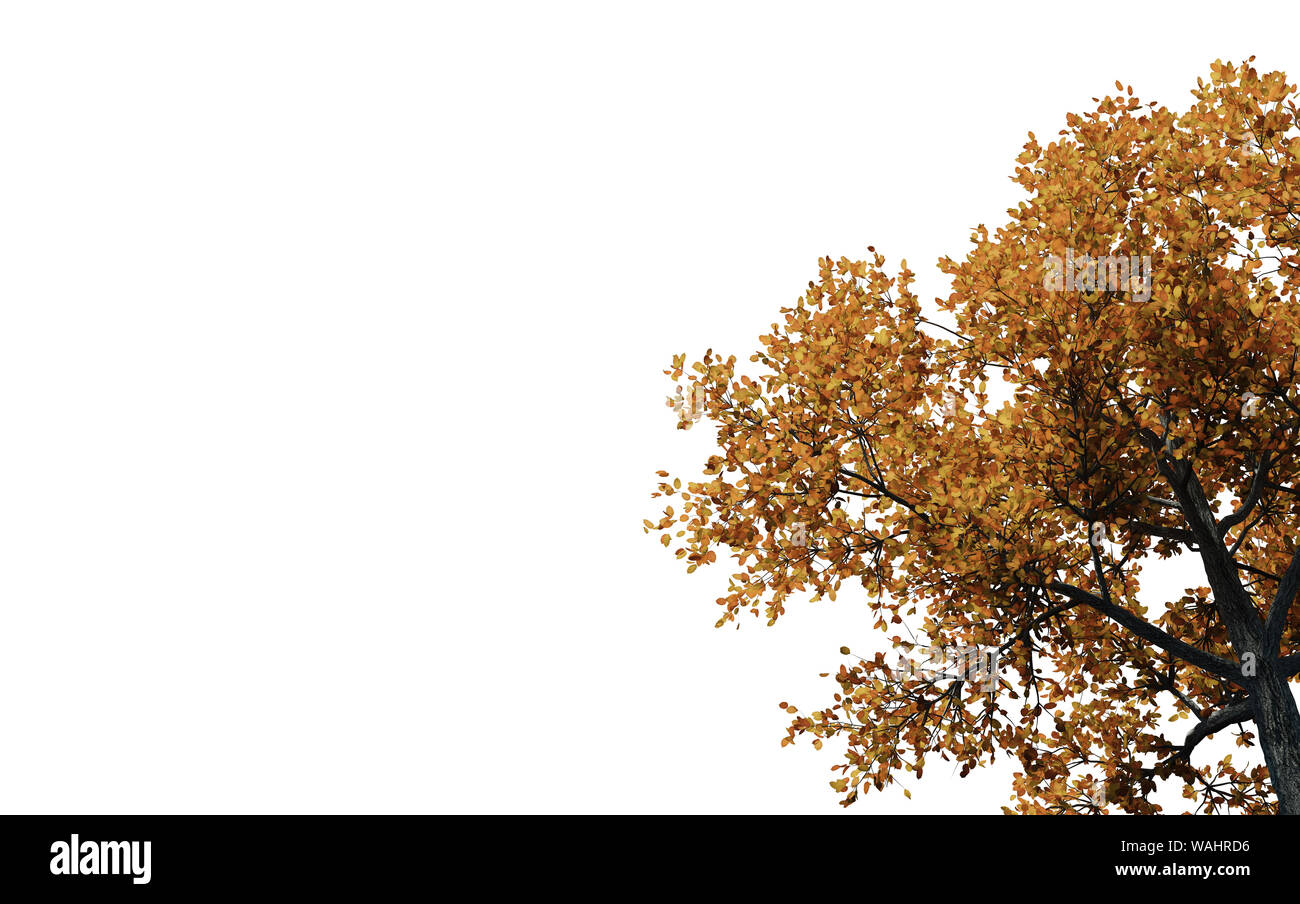 Autumn treetop with white background. Tree at fall Stock Photo - Alamy