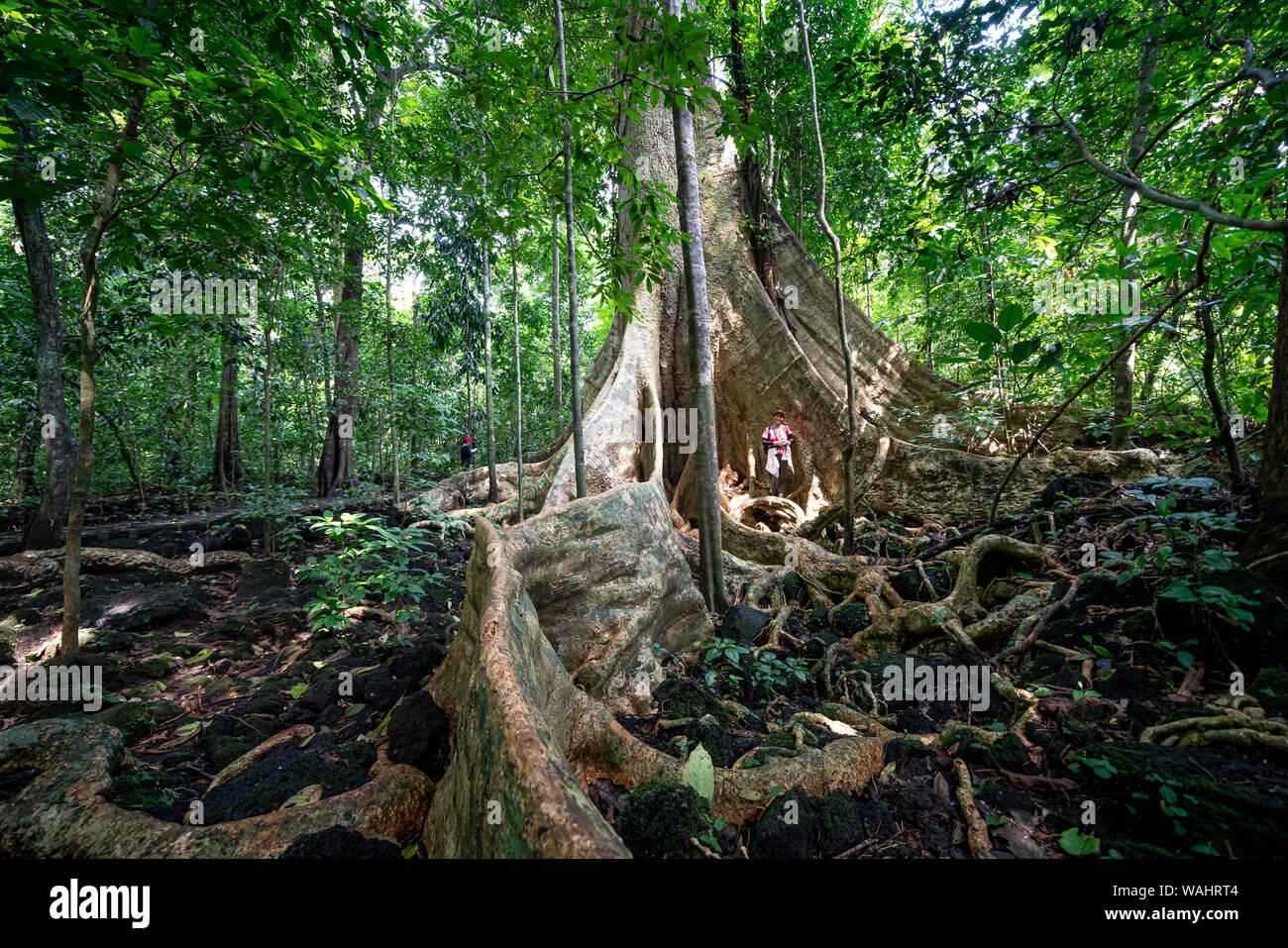Nam Cat Tien National Park, Dong Nai Province, Vietnam, August 17, 2019 ...