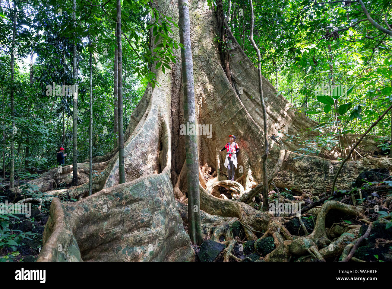 Nam Cat Tien National Park, Dong Nai Province, Vietnam, August 17, 2019 ...