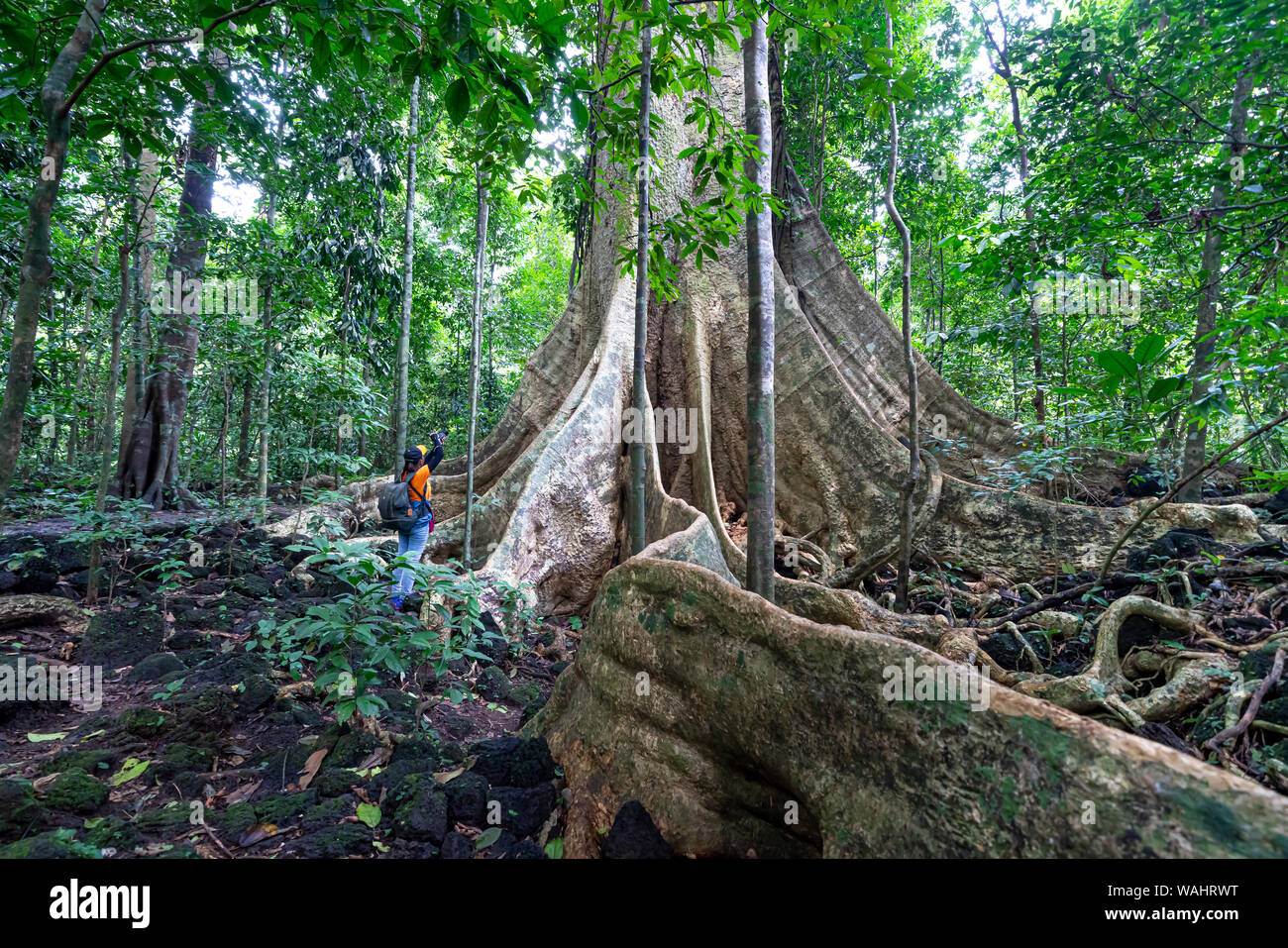 Nam Cat Tien National Park, Dong Nai Province, Vietnam, August 17, 2019 ...