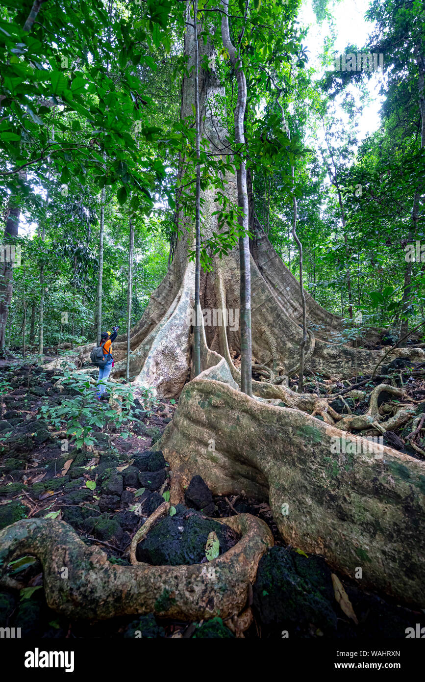 Nam Cat Tien National Park, Dong Nai Province, Vietnam, August 17, 2019 ...