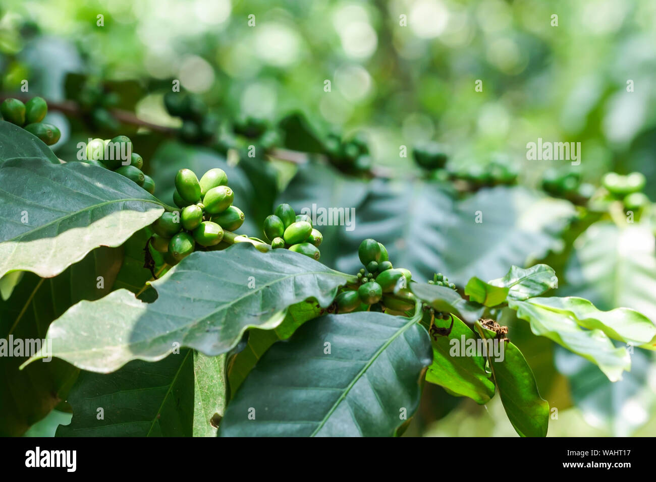 Coffee bean tree hi-res stock photography and images - Alamy