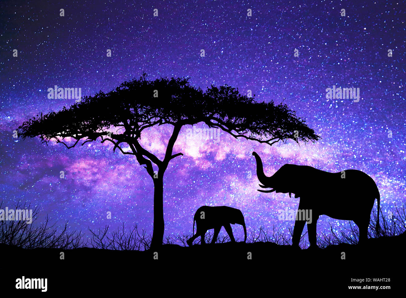 Acacia Tree Elephant