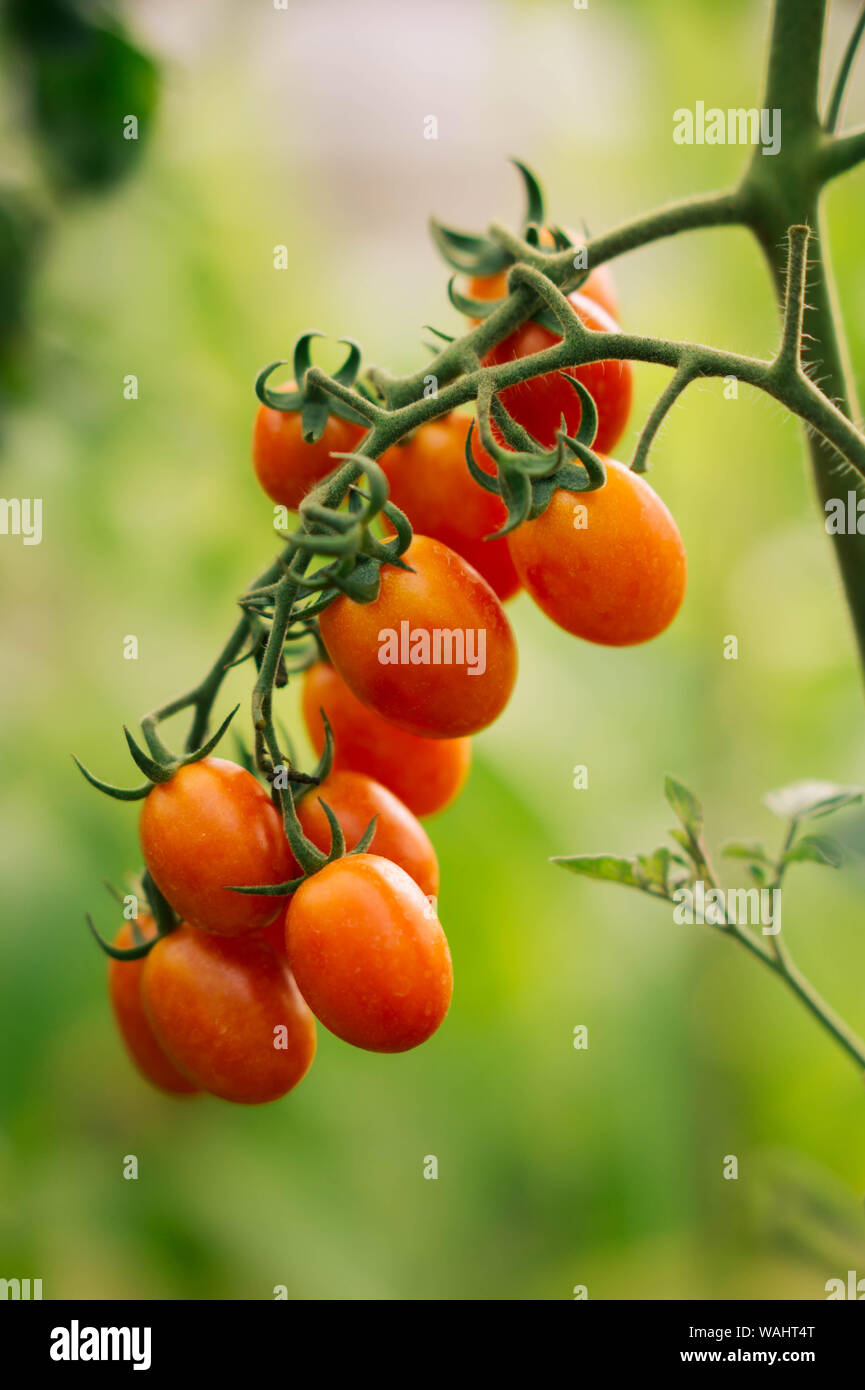 Red organic tomatoes hi-res stock photography and images - Alamy
