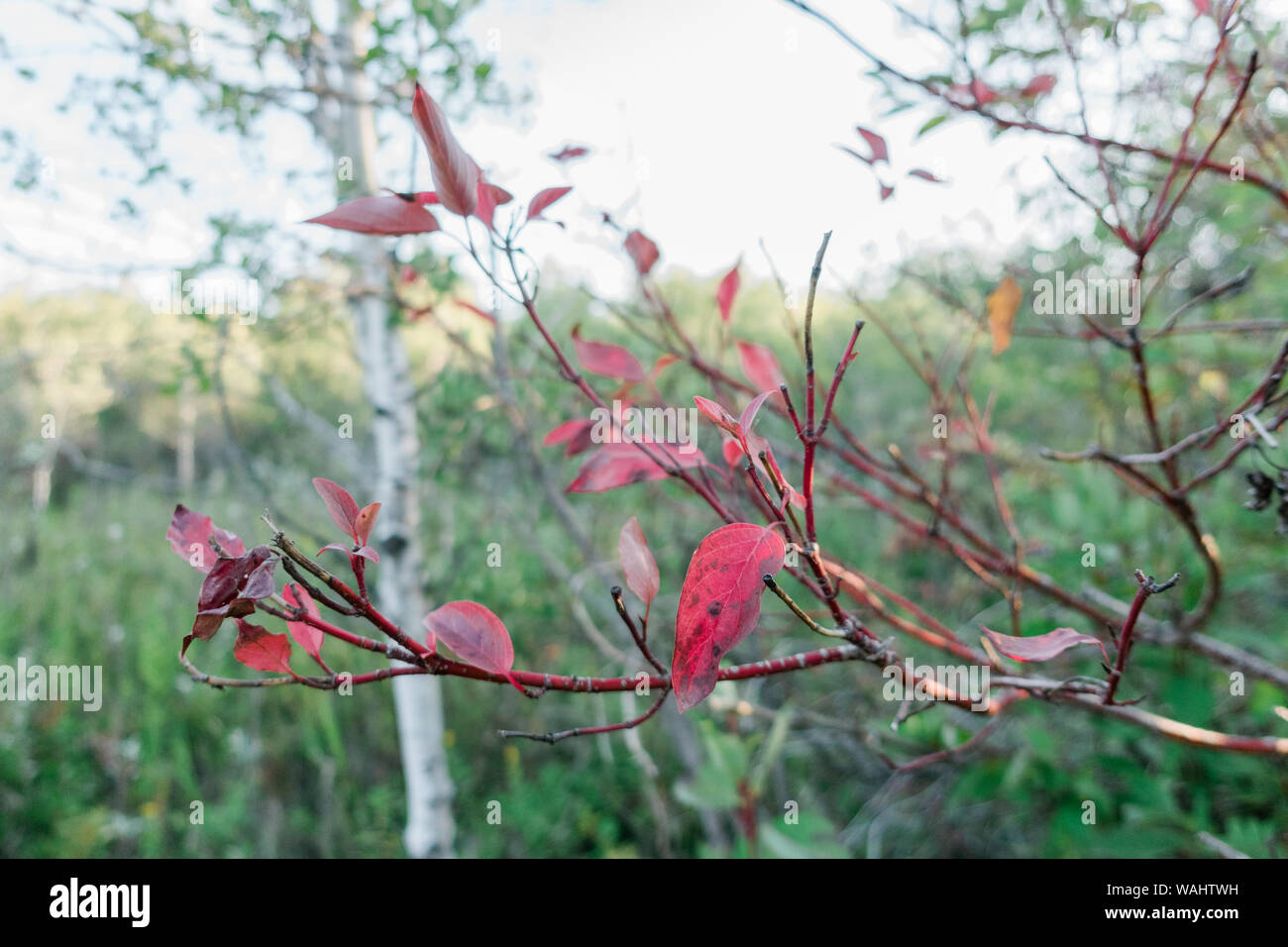 Reddish color leaves hi-res stock photography and images - Alamy