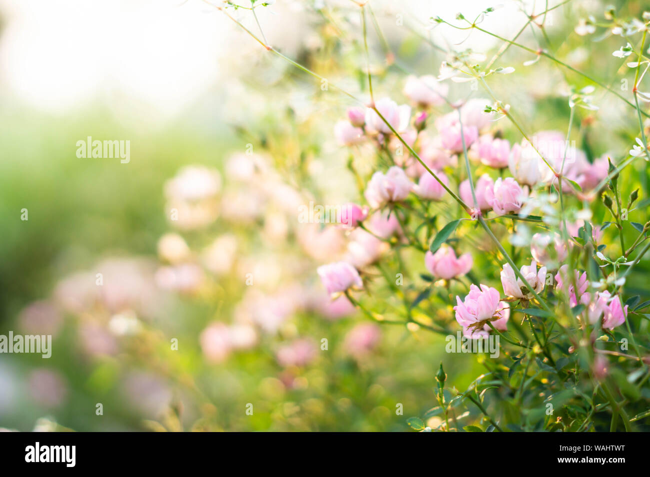 Pink roses garden with blur background Stock Photo - Alamy