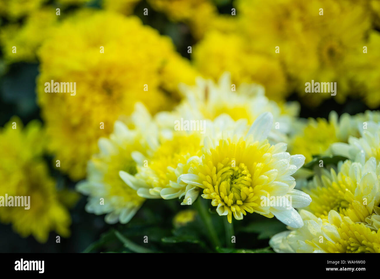 Yellow chrysanthemum flower in the garden with blur background Stock ...