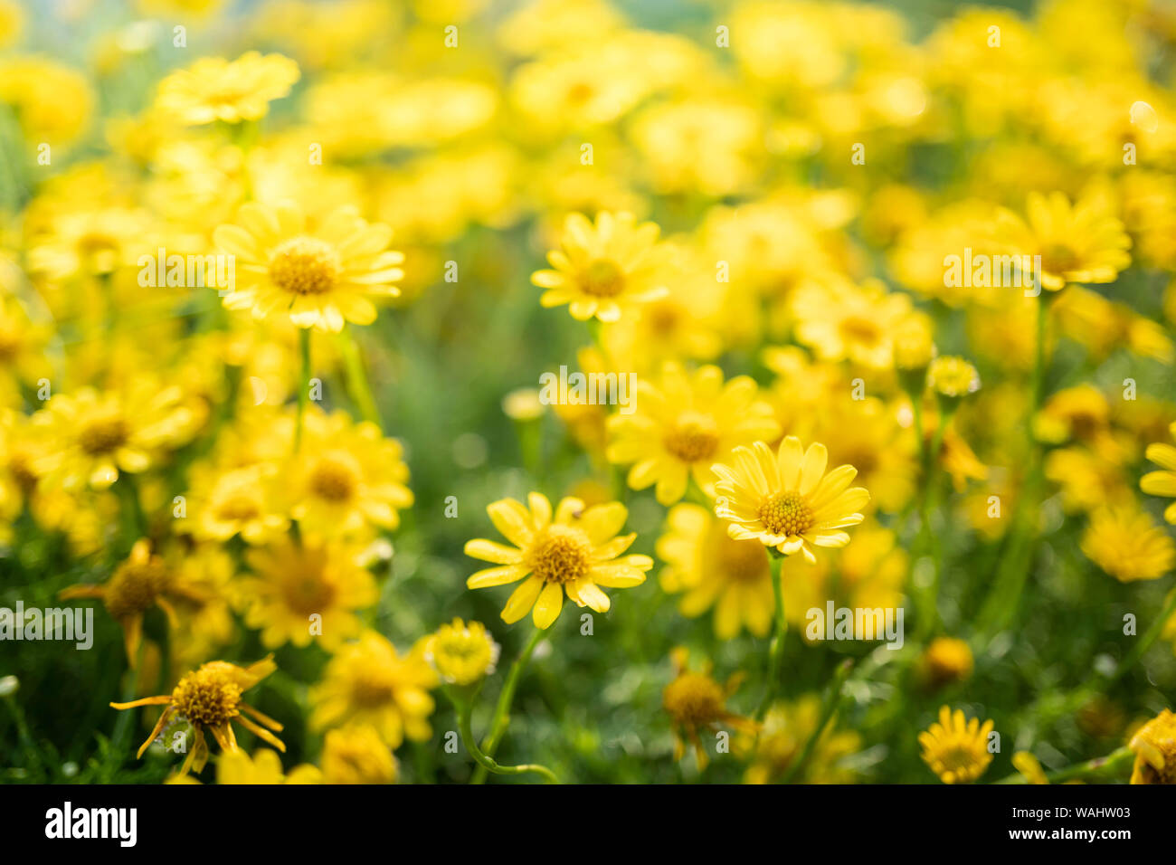 Yellow daisy flowers in the garden Stock Photo - Alamy