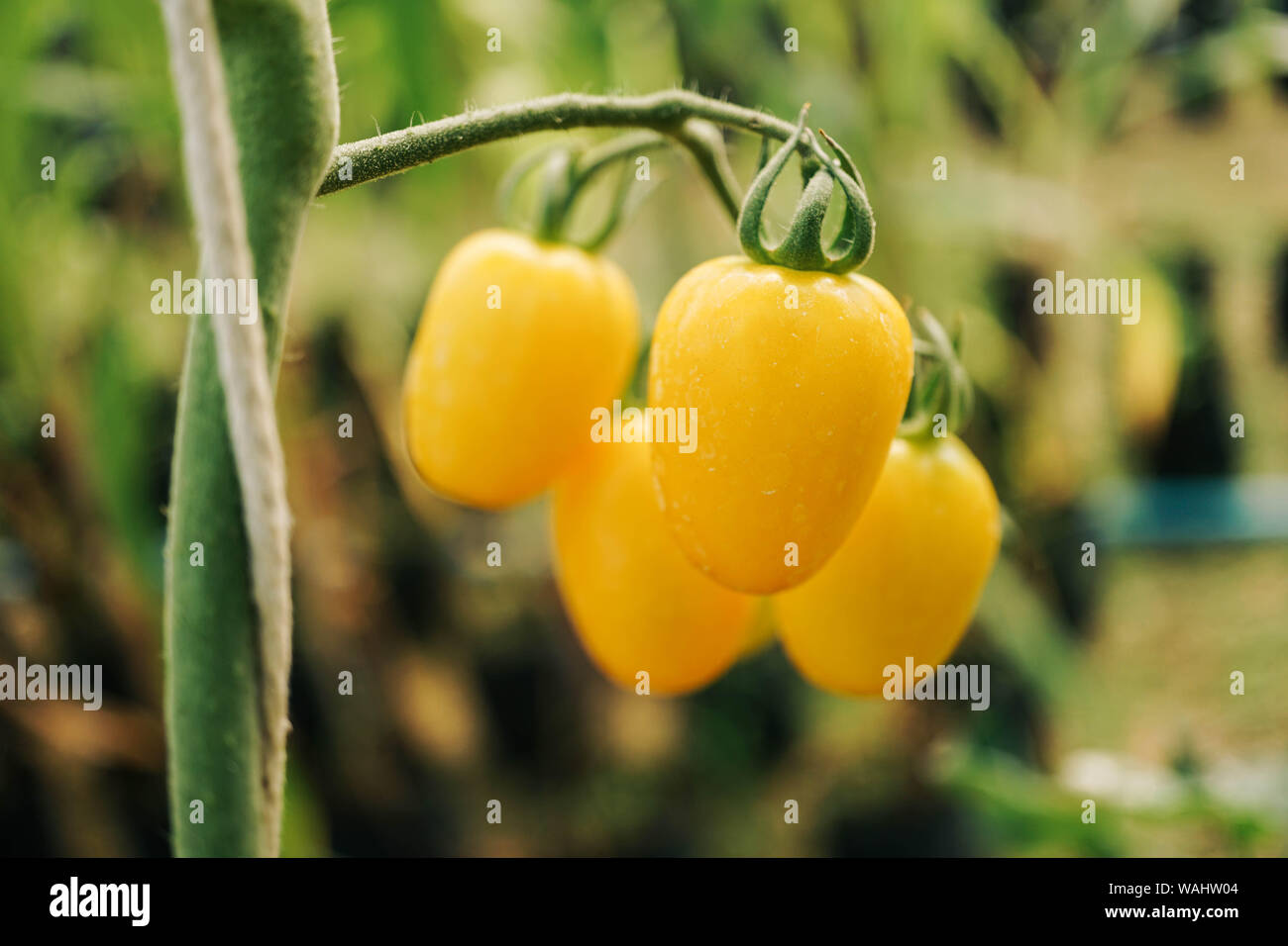 Wet yellow tomato hi-res stock photography and images - Alamy